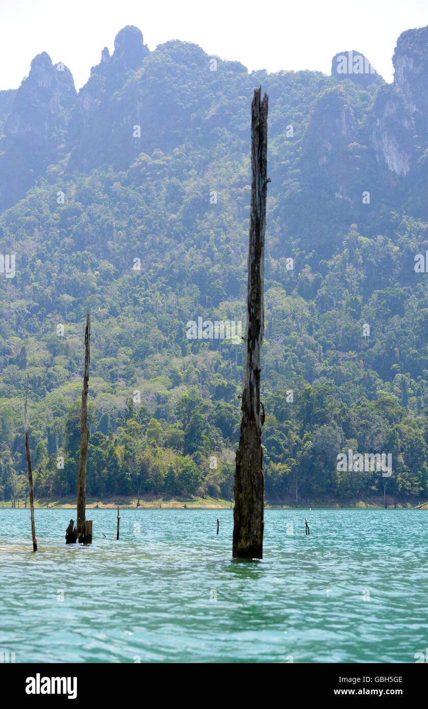 dead tree sticking out of the water from Lake National Parc Khao lak ...