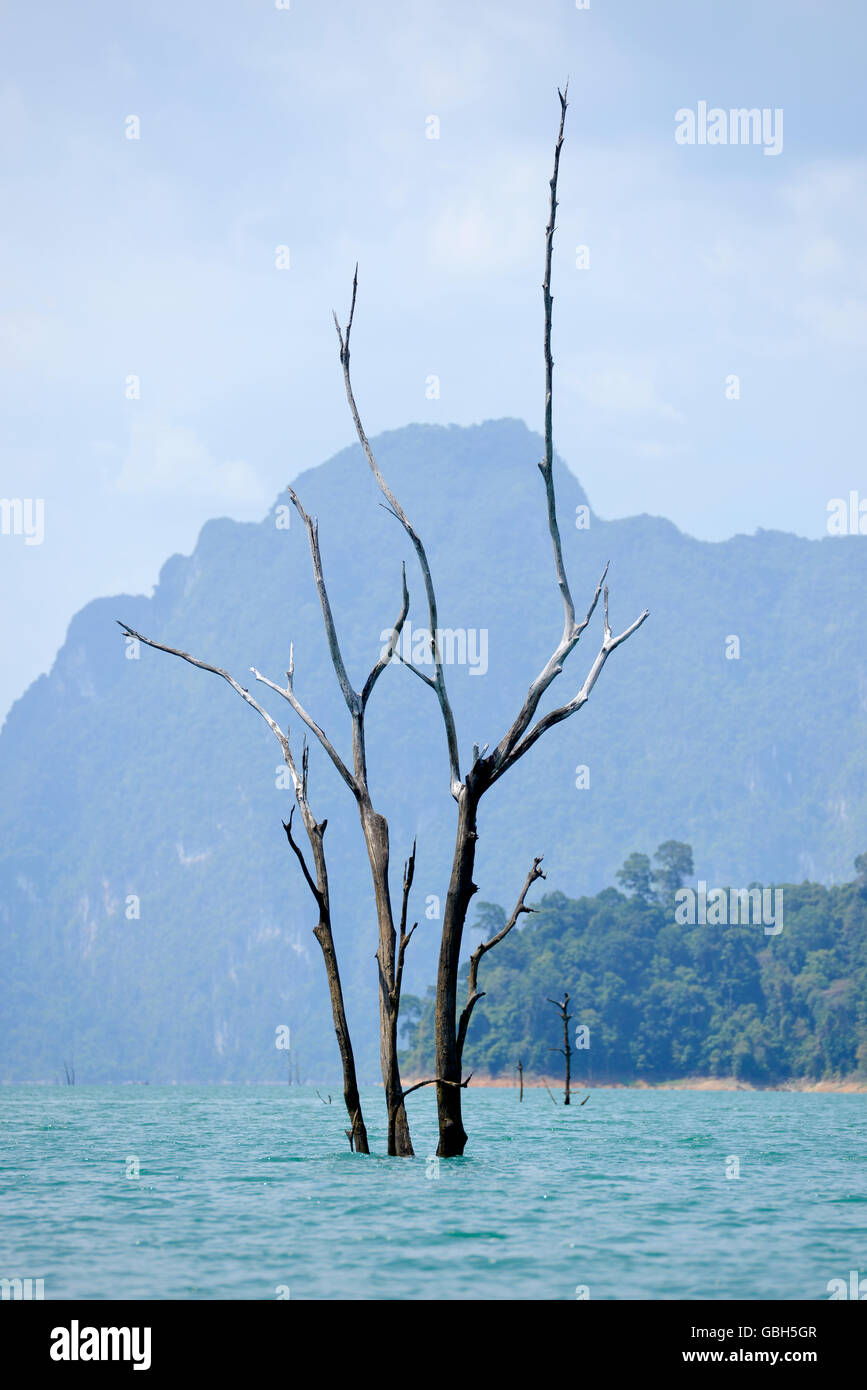 dead tree sticking out of the water from Lake National Parc Khao lak ...