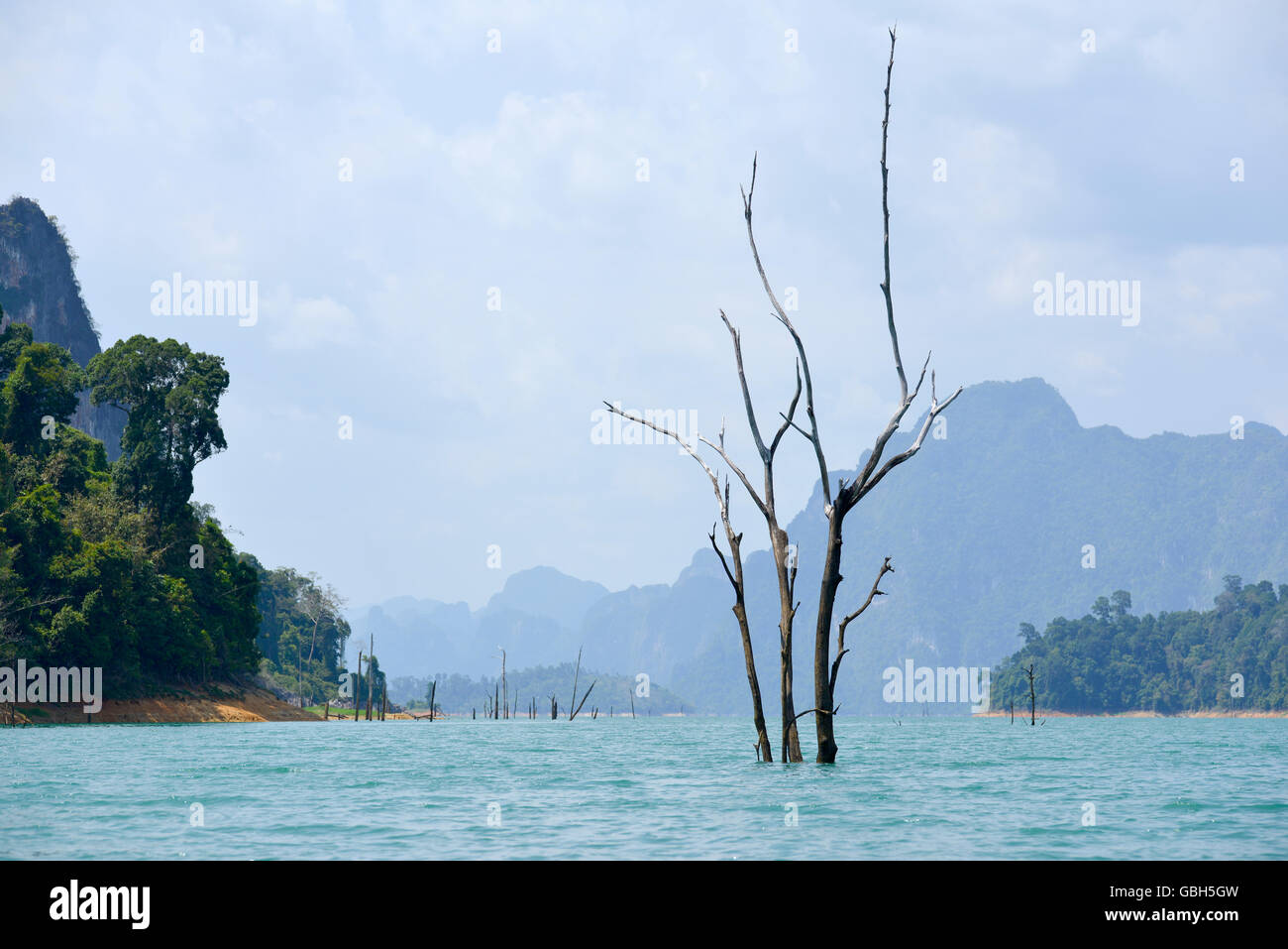 dead tree sticking out of the water from Lake National Parc Khao lak ...