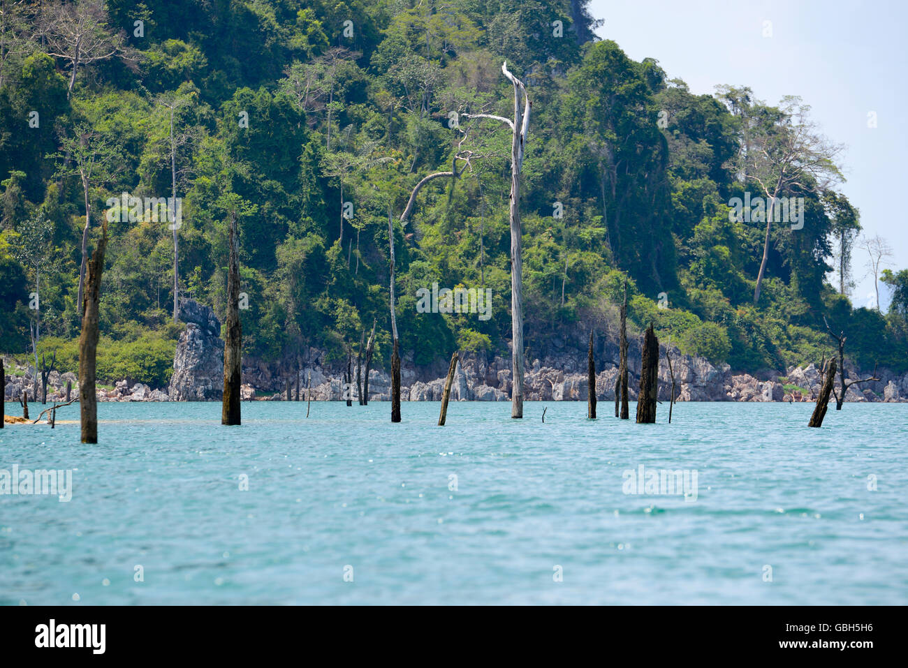 dead tree sticking out of the water from Lake National Parc Khao lak ...