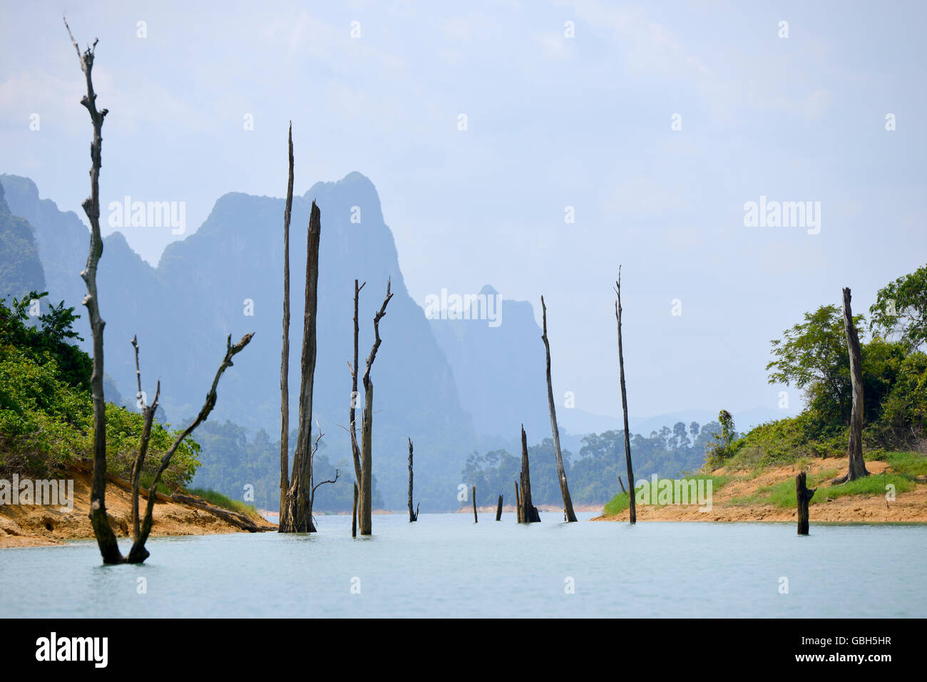 dead tree sticking out of the water from Lake National Parc Khao lak ...