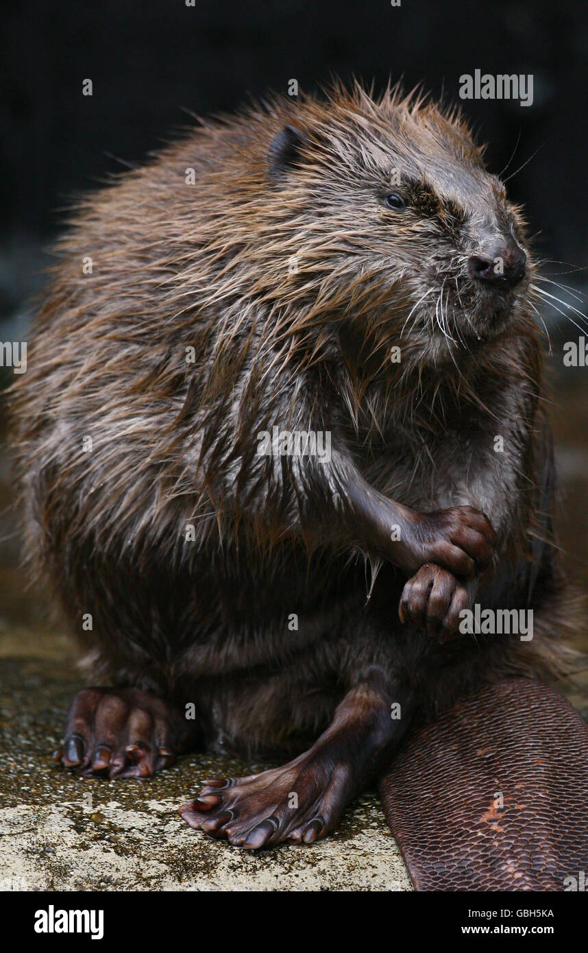 Reintroduction of European beavers Stock Photo - Alamy