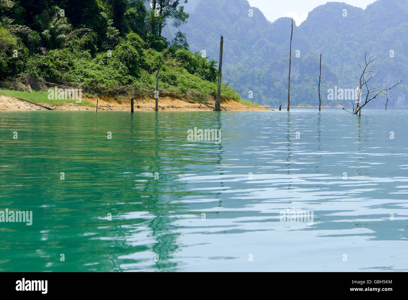 dead tree sticking out of the water from Lake National Parc Khao lak ...