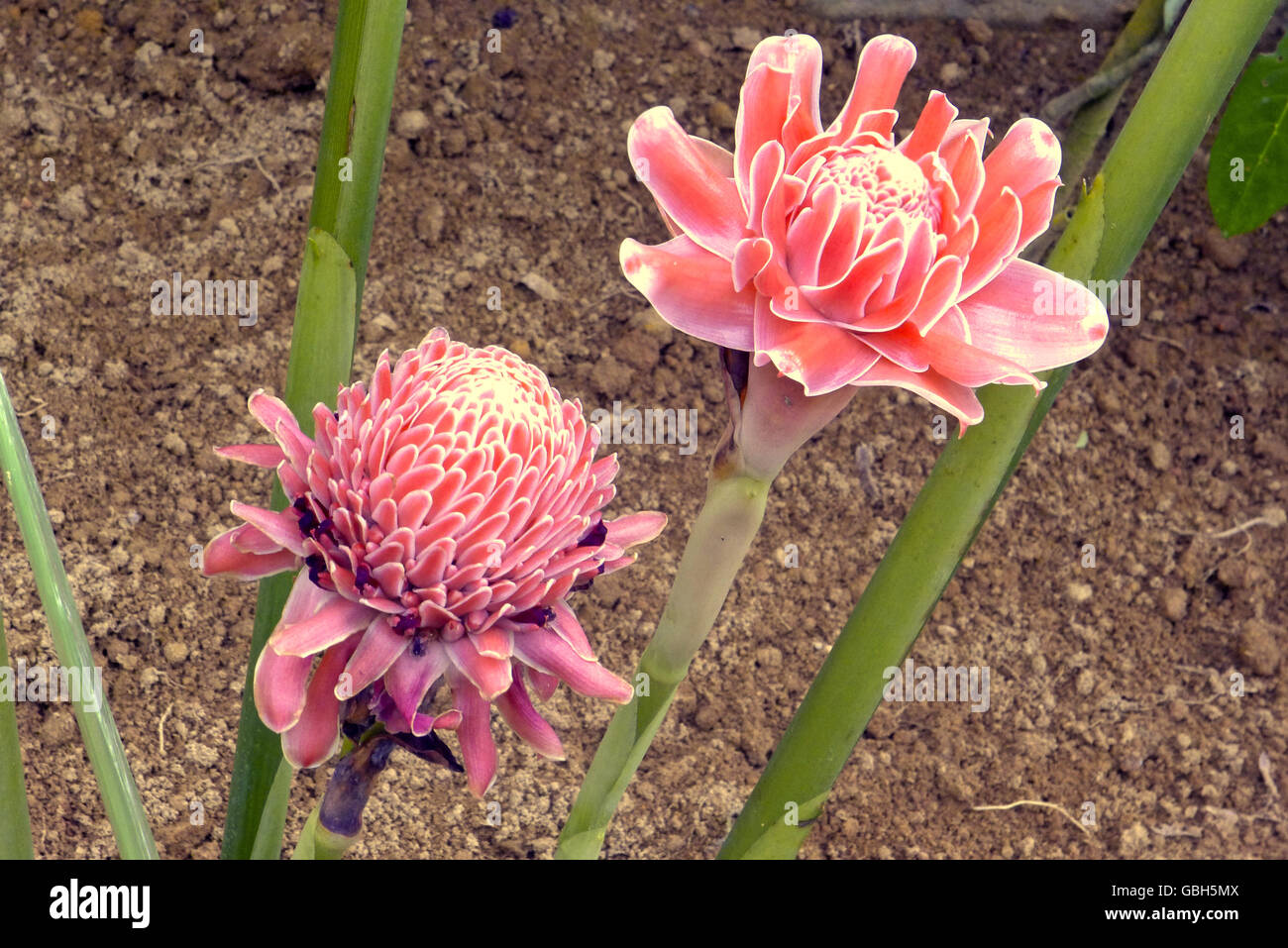 Torch ginger hi-res stock photography and images - Alamy