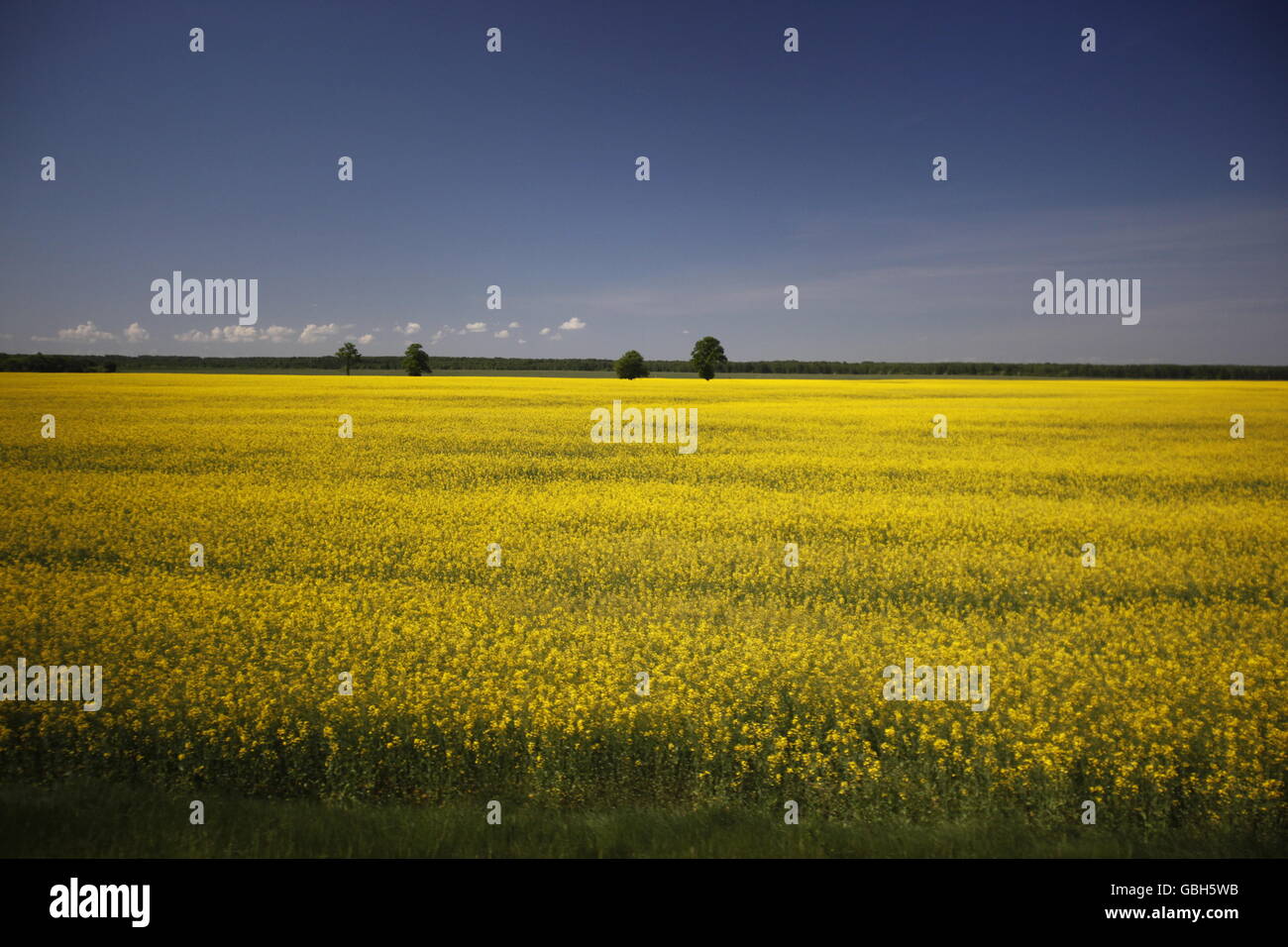 a Raps field outside of the City Vilnius in the Baltic State of ...