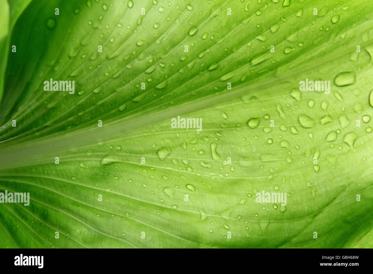 An abstract of water drops on leaf which was taken from under the leaf ...