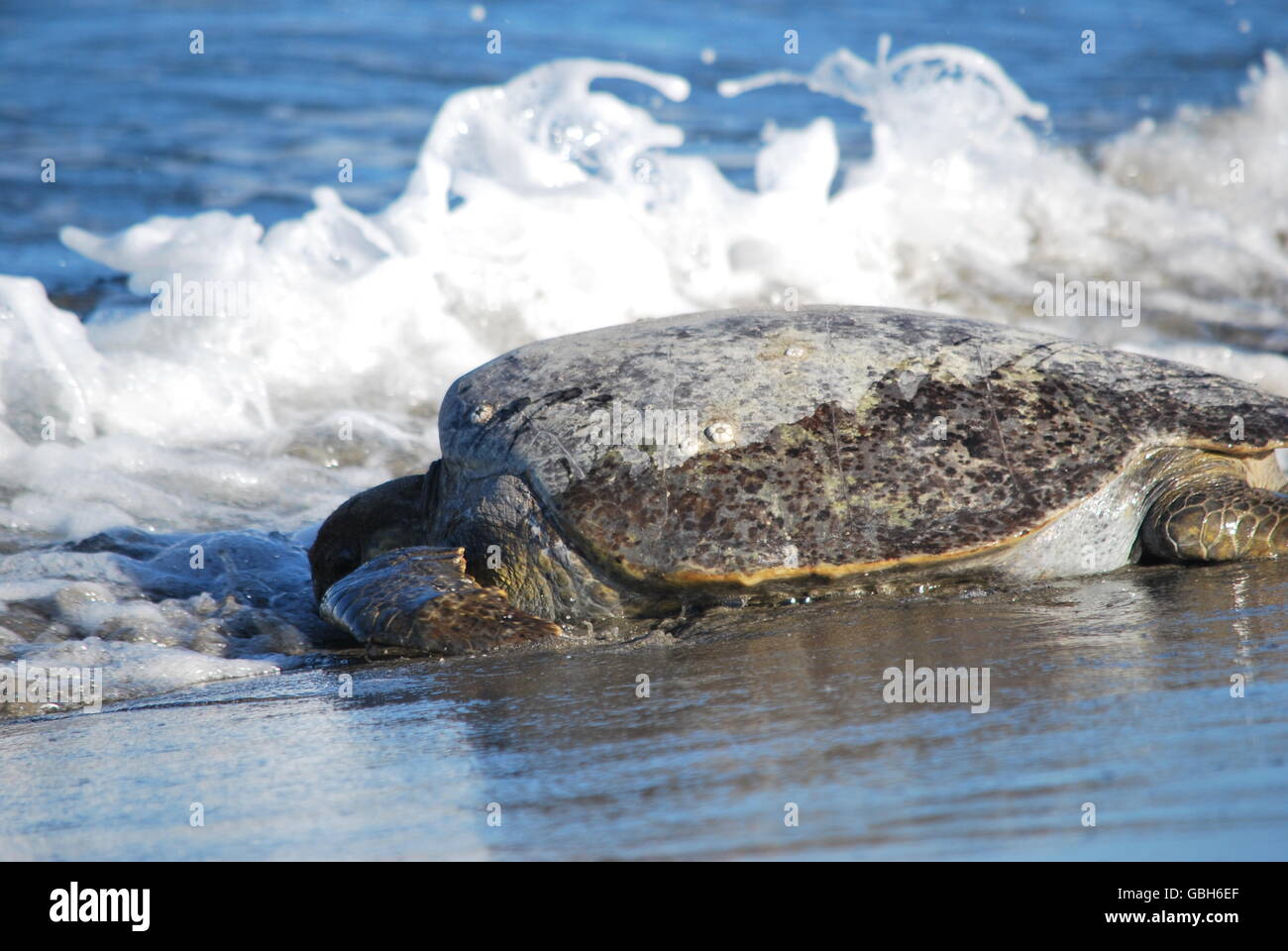 Back of sea turtle hi-res stock photography and images - Alamy
