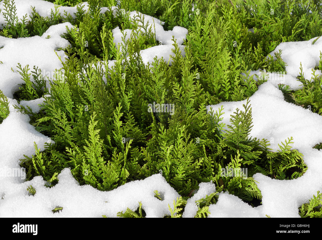 Thuja hedge hi-res stock photography and images - Alamy