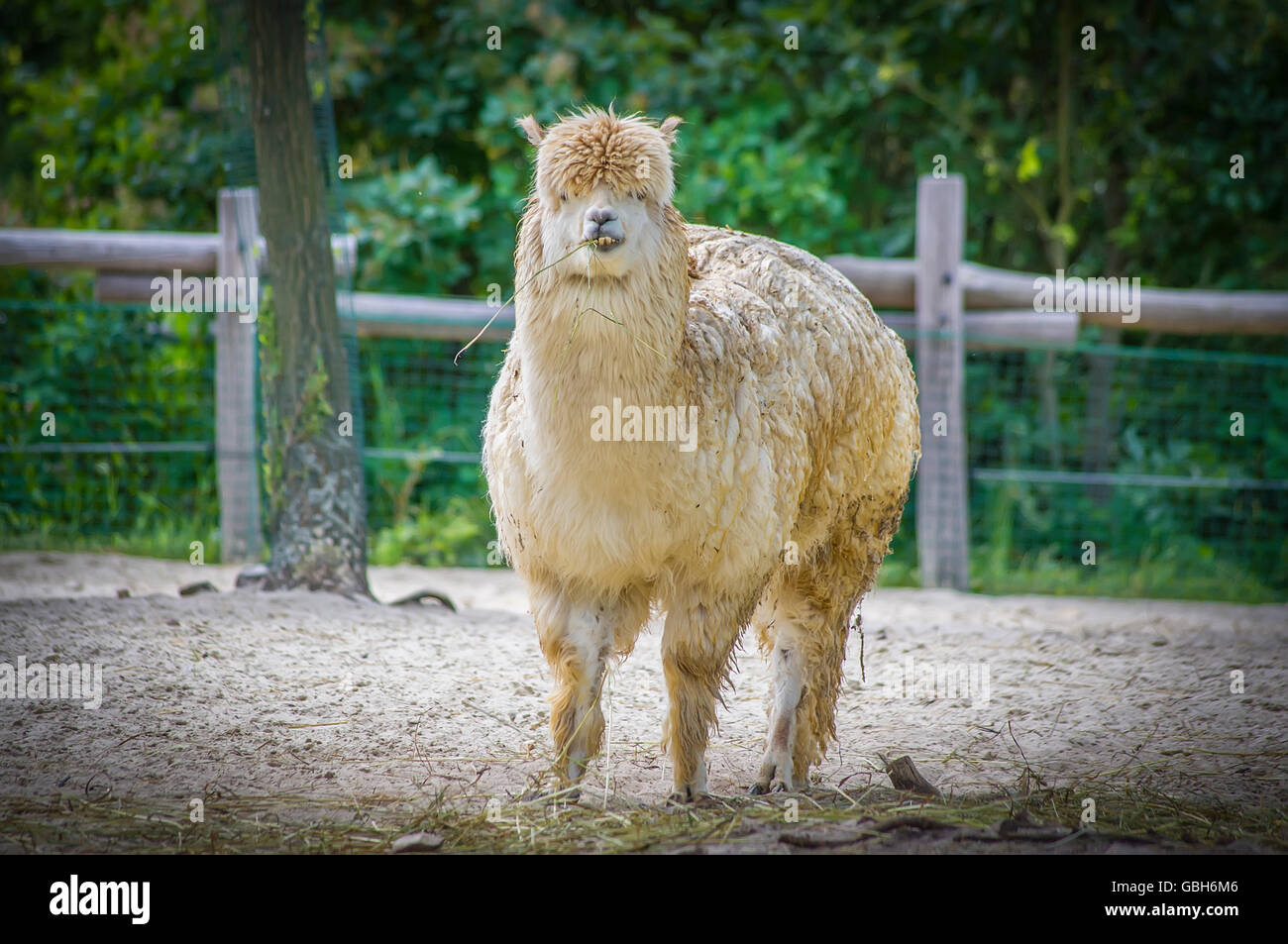 A young white shag alpaca in the either zoo Stock Photo - Alamy