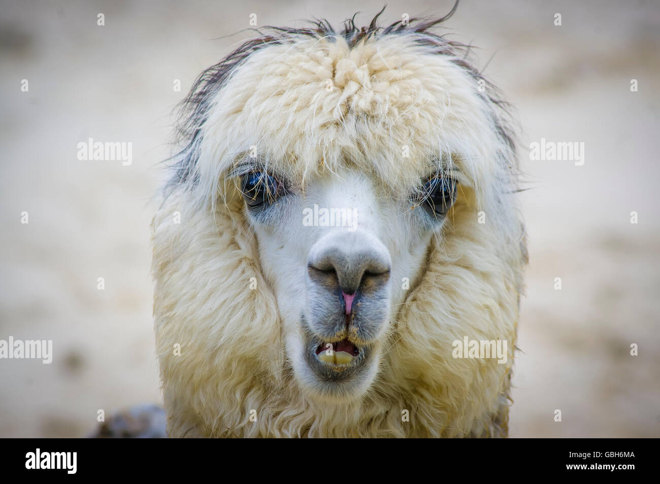 A young white shag alpaca funny portrait Stock Photo - Alamy