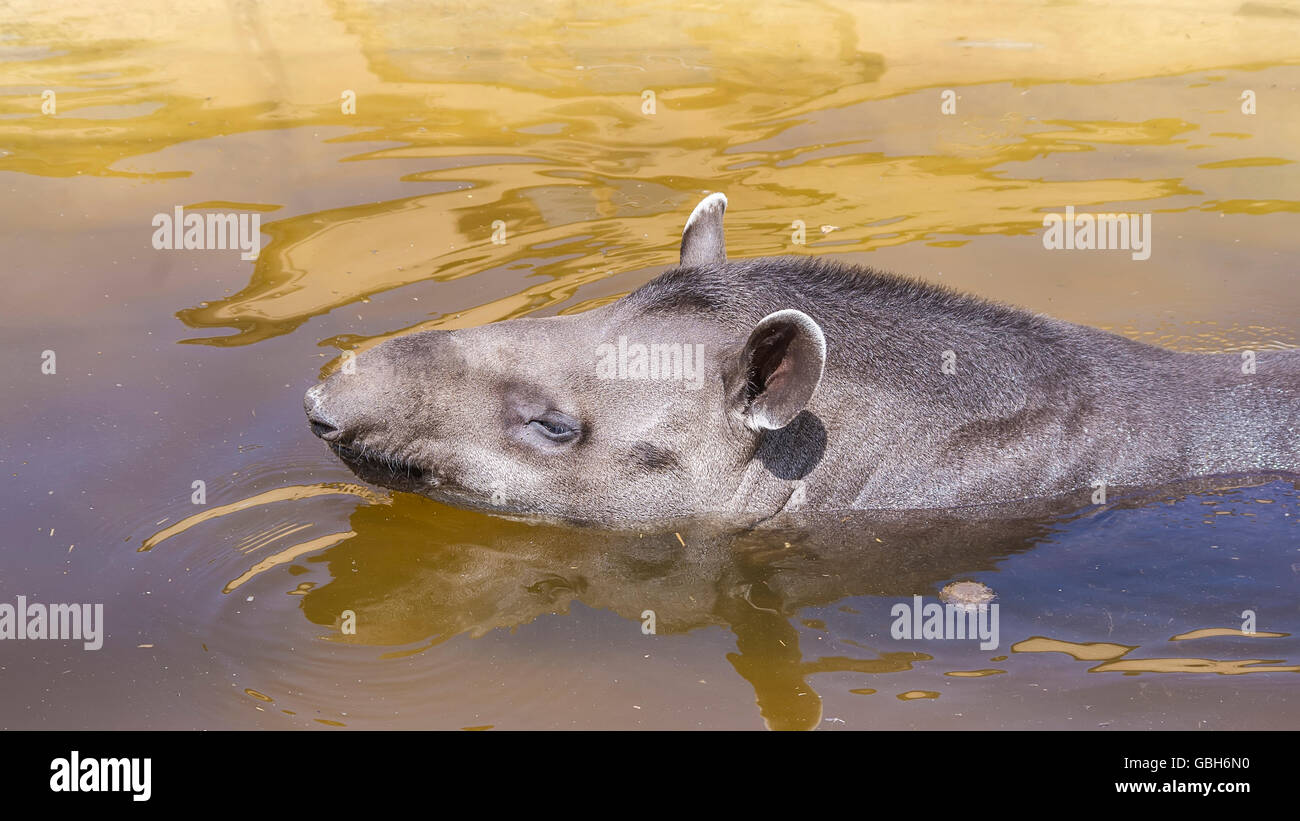 An adult tapir bath in the pool in the hot sunshine Stock Photo - Alamy