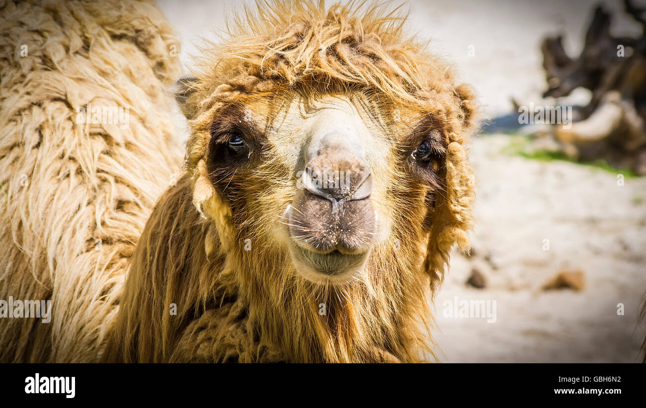 Funny faced camel in the sunshine in the either zoo Stock Photo - Alamy