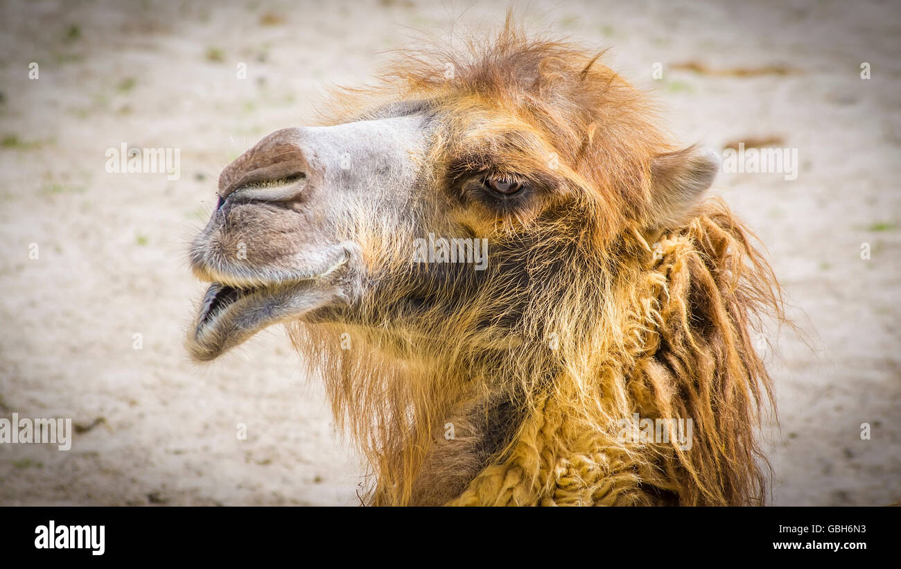 Funny faced camel in the sunshine in the either zoo Stock Photo - Alamy