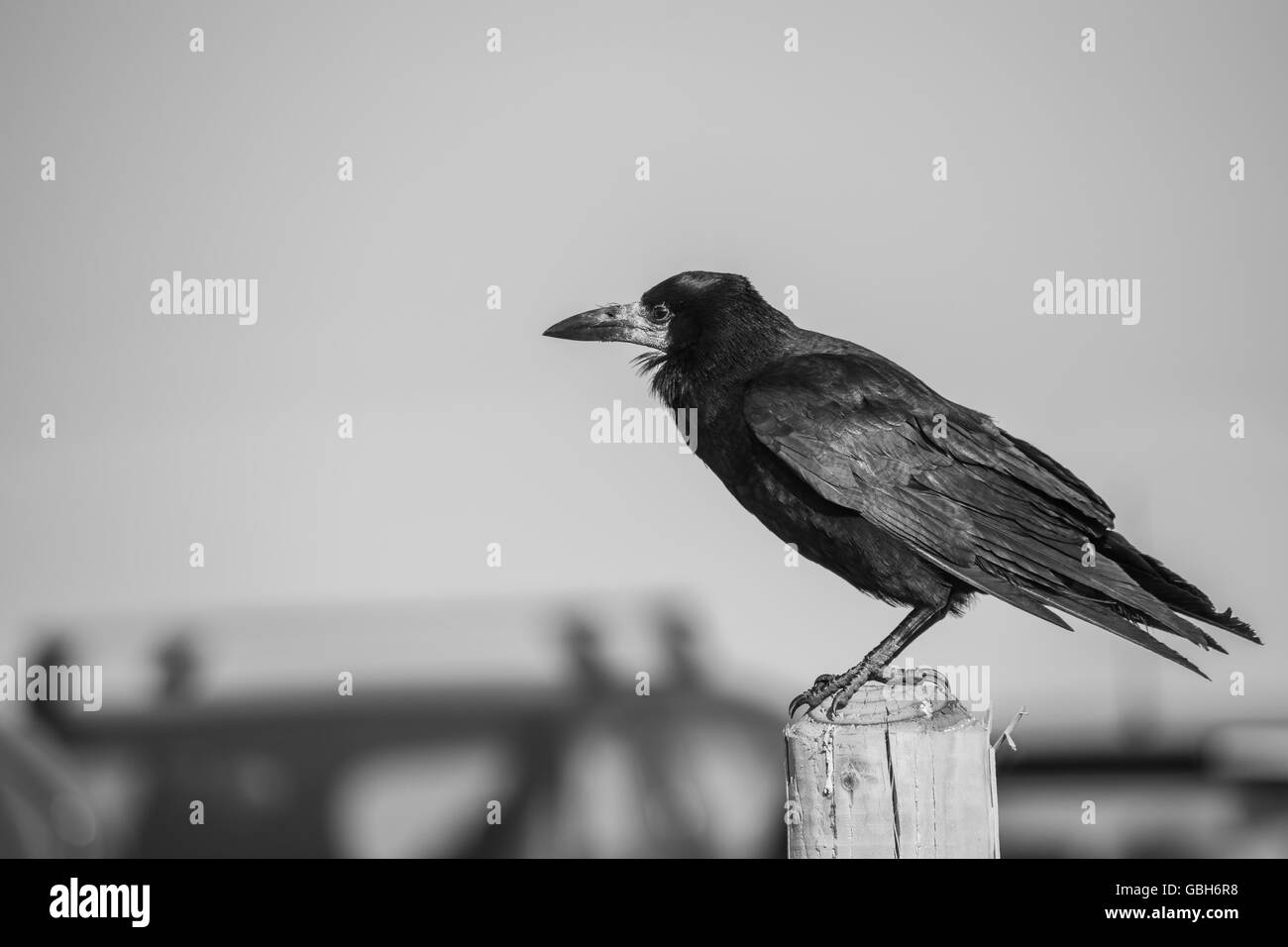 crow standing on fence post. Adult grey crow perching on wire mesh ...