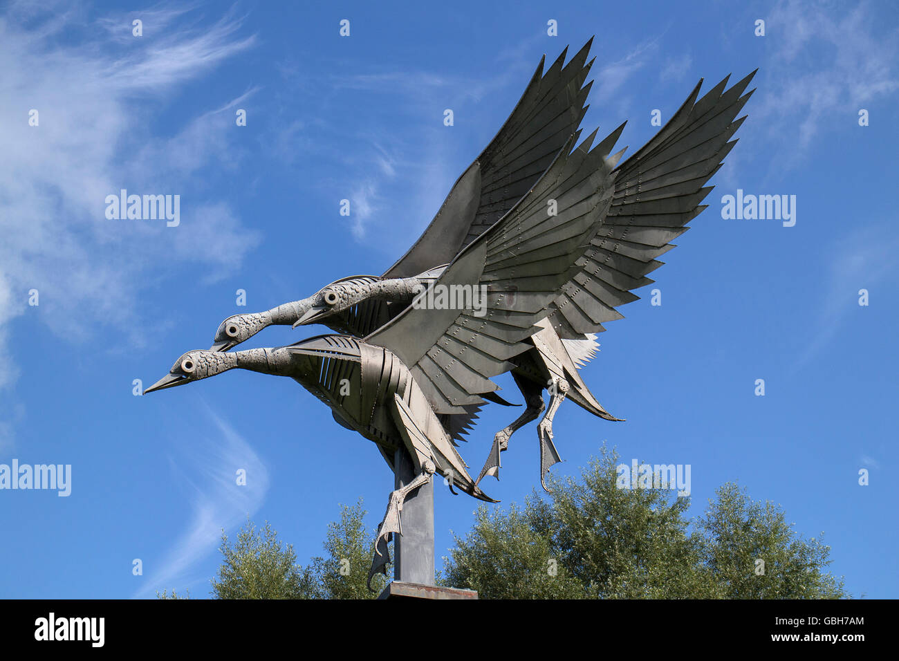 Detail of metal sculpture of three mallard ducks about to land by ...