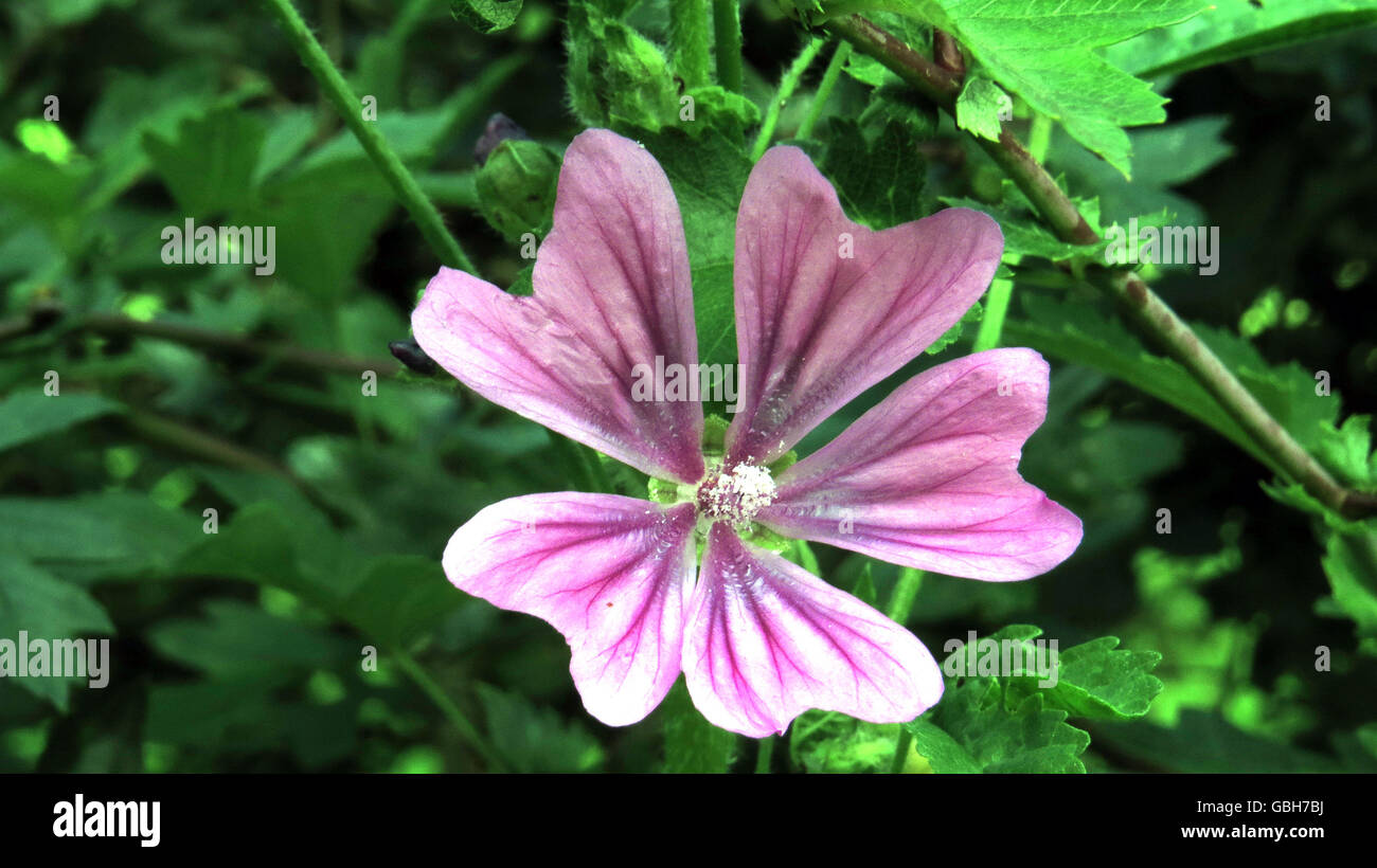 COMMON MALLOW Malva sylvestris Photo Tony Gale Stock Photo - Alamy