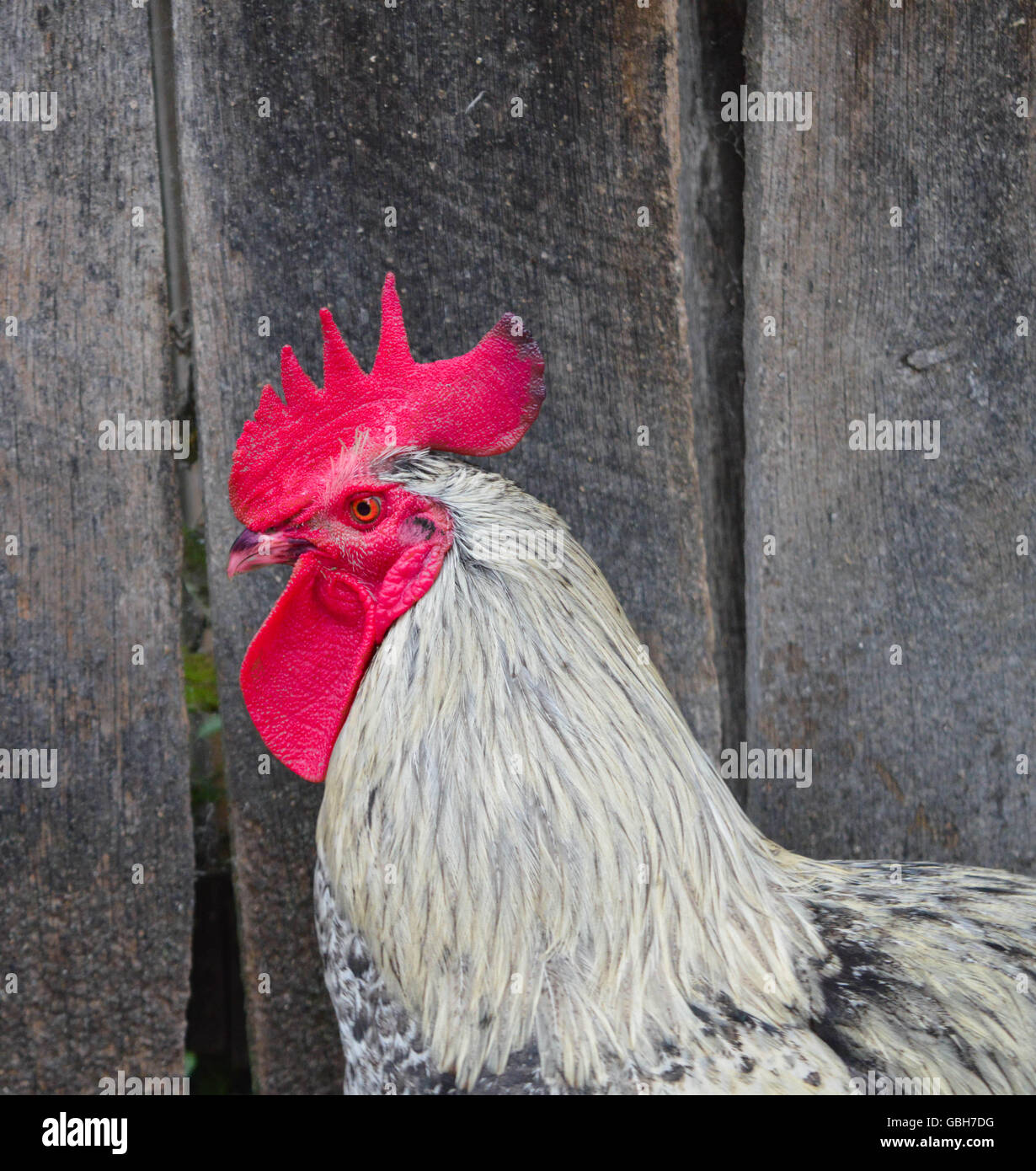 Multi colored rooster hi-res stock photography and images - Alamy