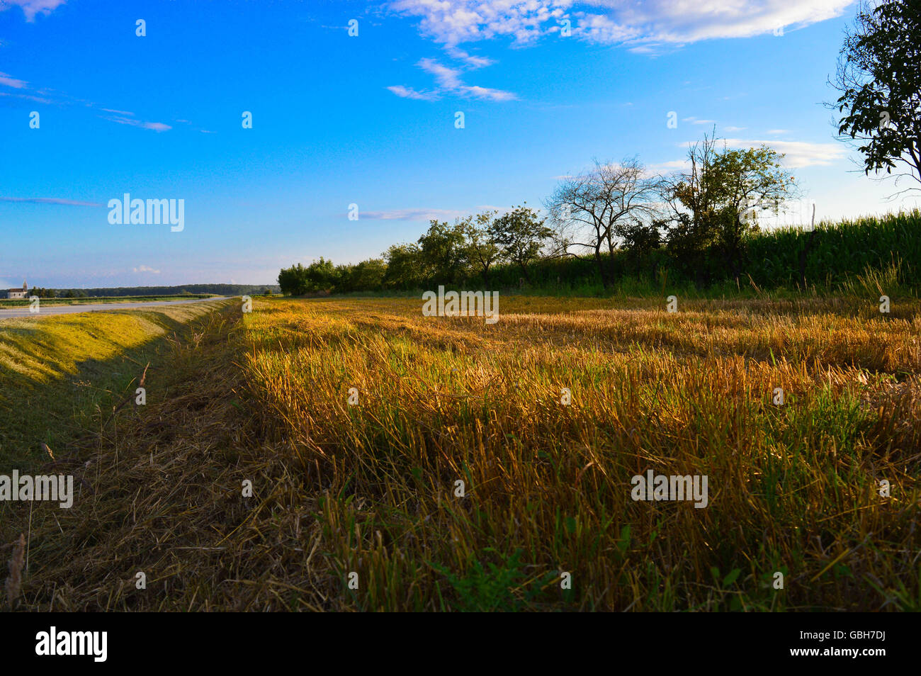 Field and Trees Stock Photo - Alamy