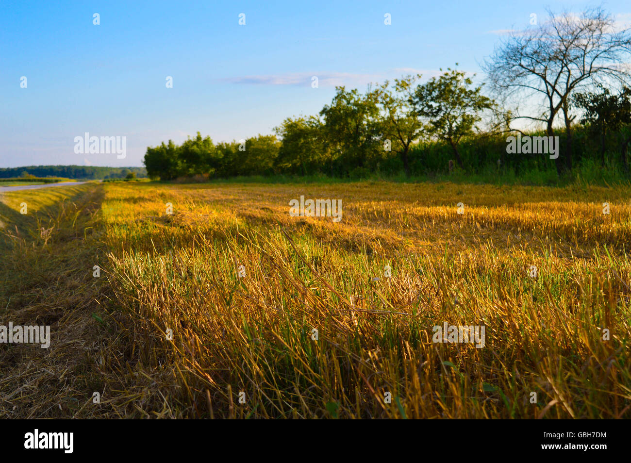 Field and Trees Stock Photo - Alamy