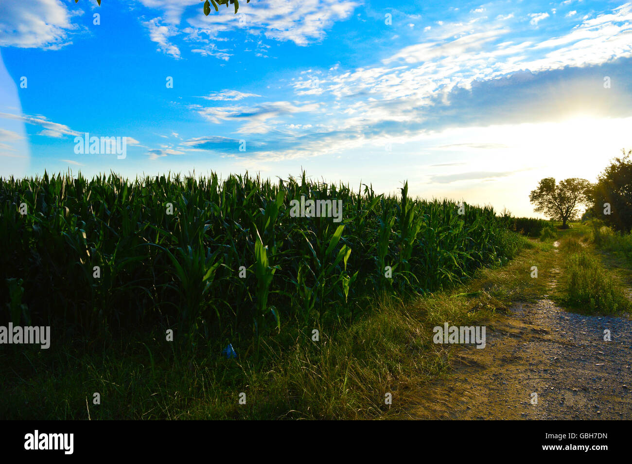 Crops cornfield hi-res stock photography and images - Alamy