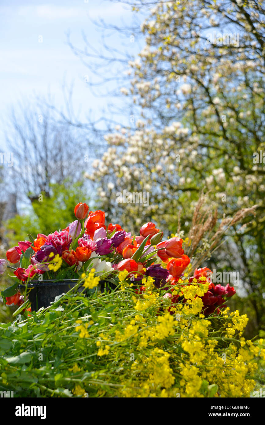 spring flower bouquet with tulips in garden Stock Photo - Alamy