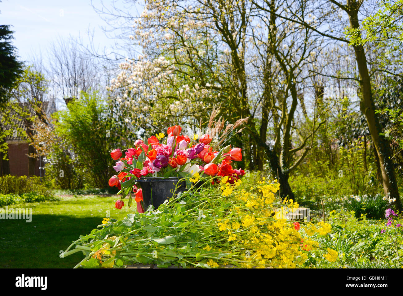 spring flower bouquet with tulips in garden Stock Photo - Alamy