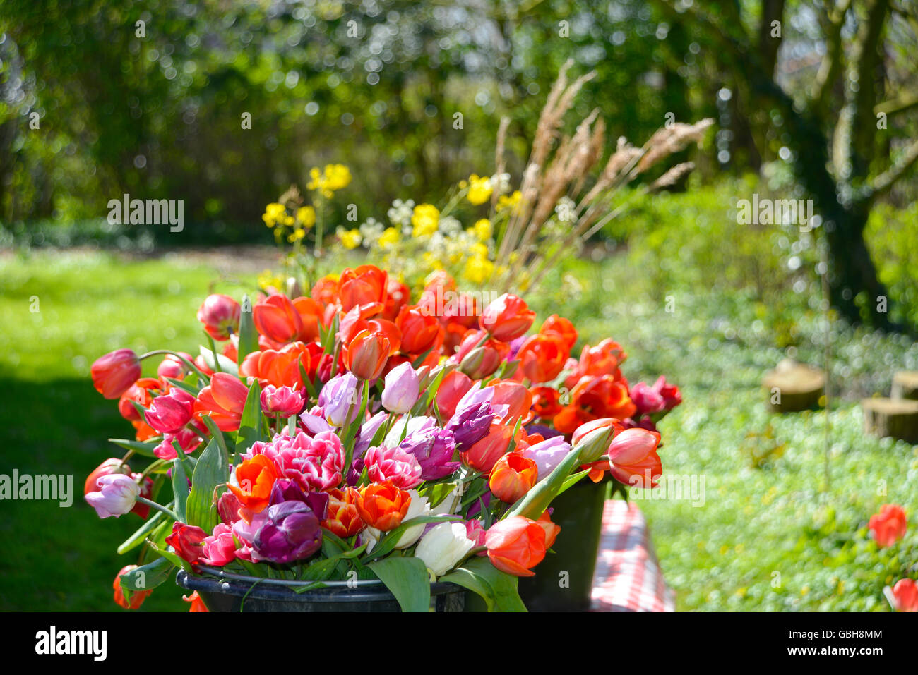spring flower bouquet with tulips in garden Stock Photo - Alamy