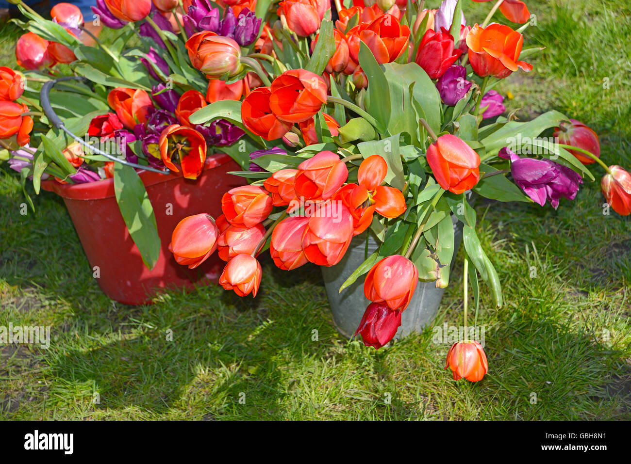 spring flower bouquet with tulips in garden Stock Photo - Alamy