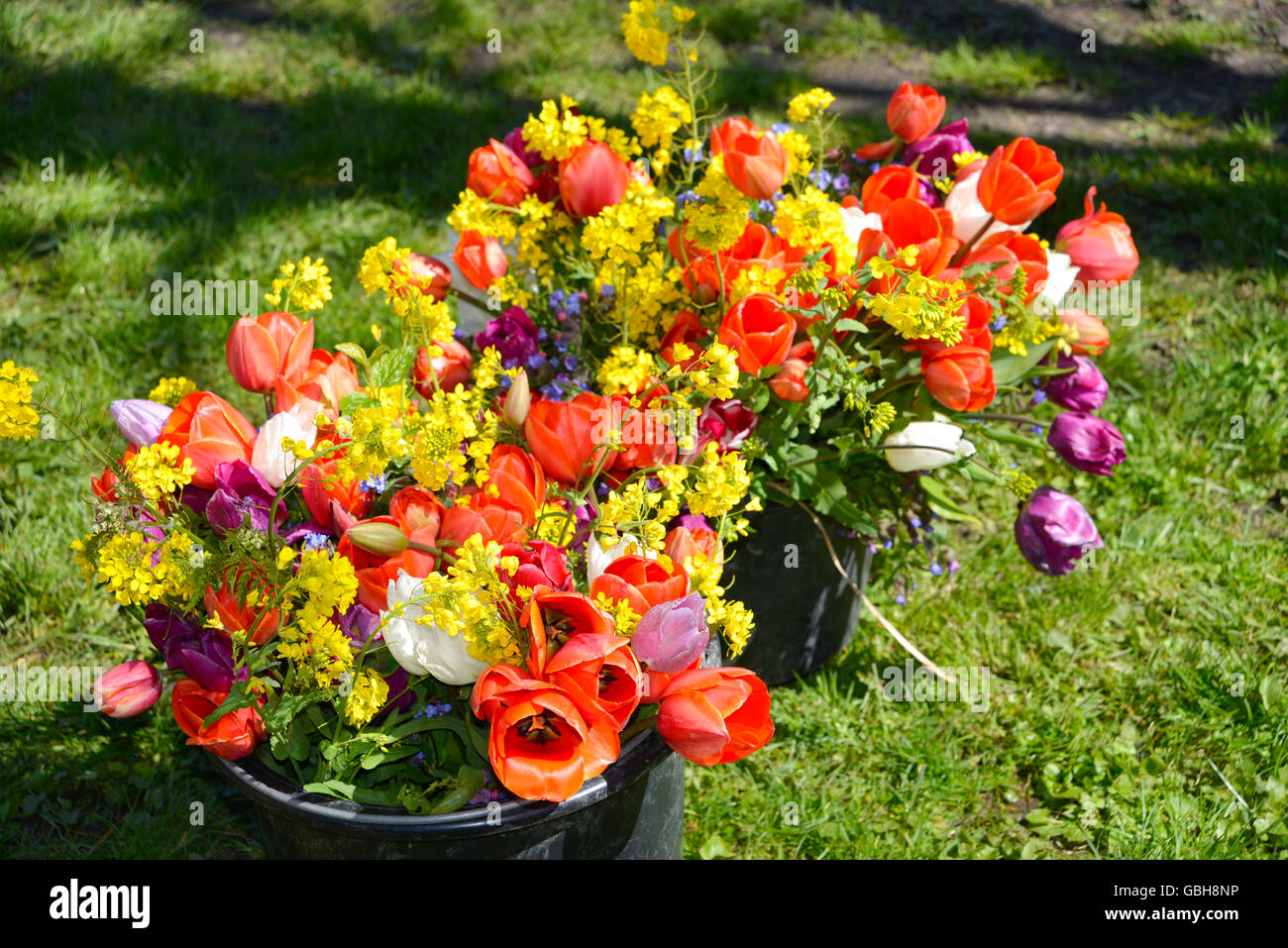spring flower bouquet with tulips in garden with wateringcan Stock ...