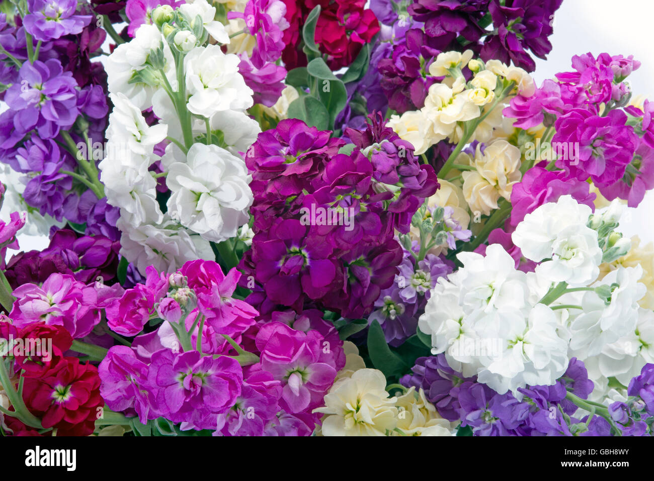 beautiful bouquet of mixed Matthiola's in vase isolated on white ...