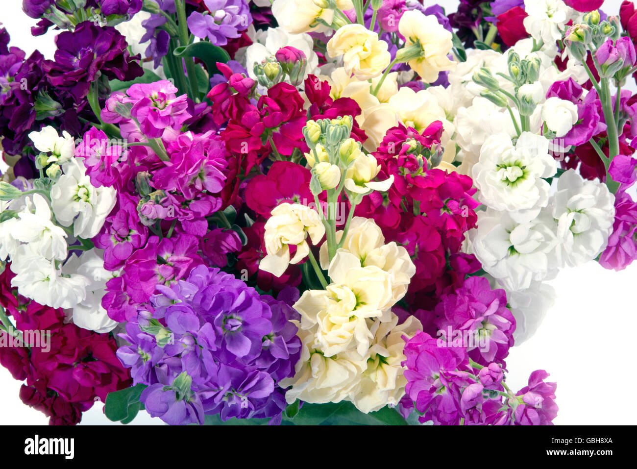 beautiful bouquet of mixed Matthiola's in vase isolated on white ...