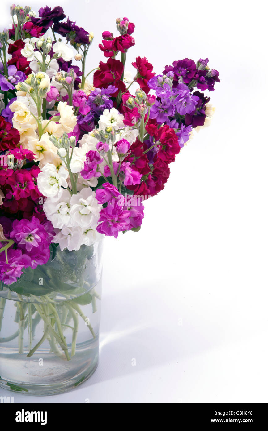 beautiful bouquet of mixed Matthiola's in vase isolated on white ...