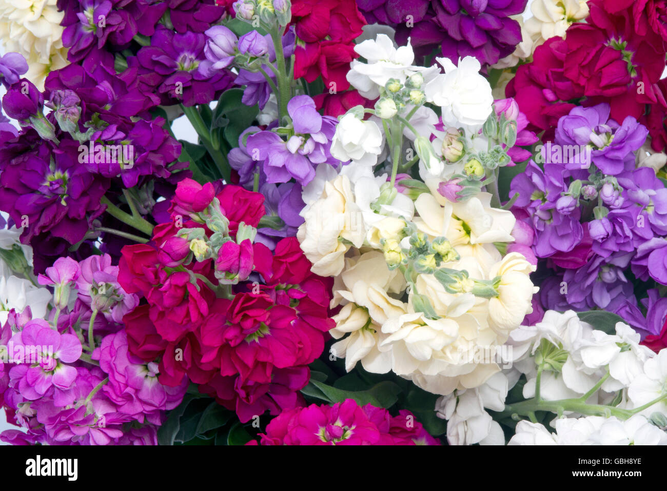 beautiful bouquet of mixed Matthiola's in vase isolated on white ...