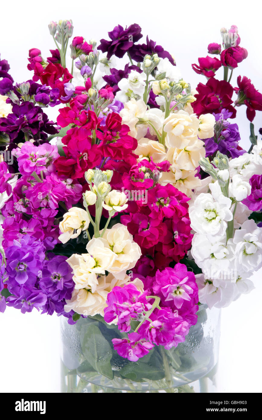beautiful bouquet of mixed Matthiola's in vase isolated on white ...