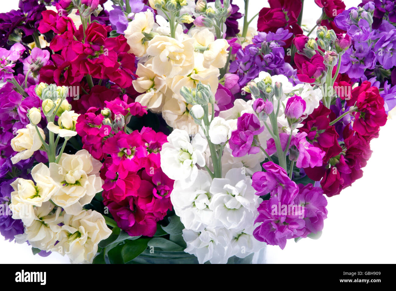 beautiful bouquet of mixed Matthiola's in vase isolated on white ...