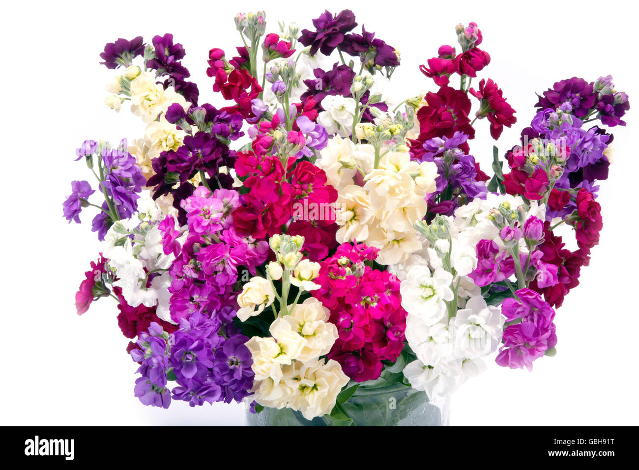 beautiful bouquet of mixed Matthiola's in vase isolated on white ...