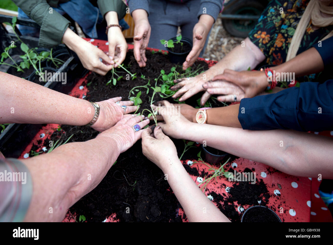 team gardenening, hands in earth with plant Stock Photo - Alamy
