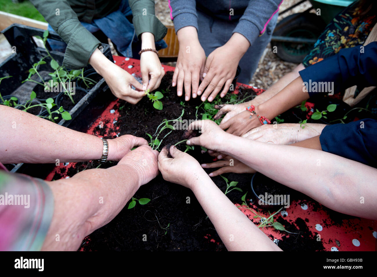 team gardenening, hands in earth with plant Stock Photo - Alamy