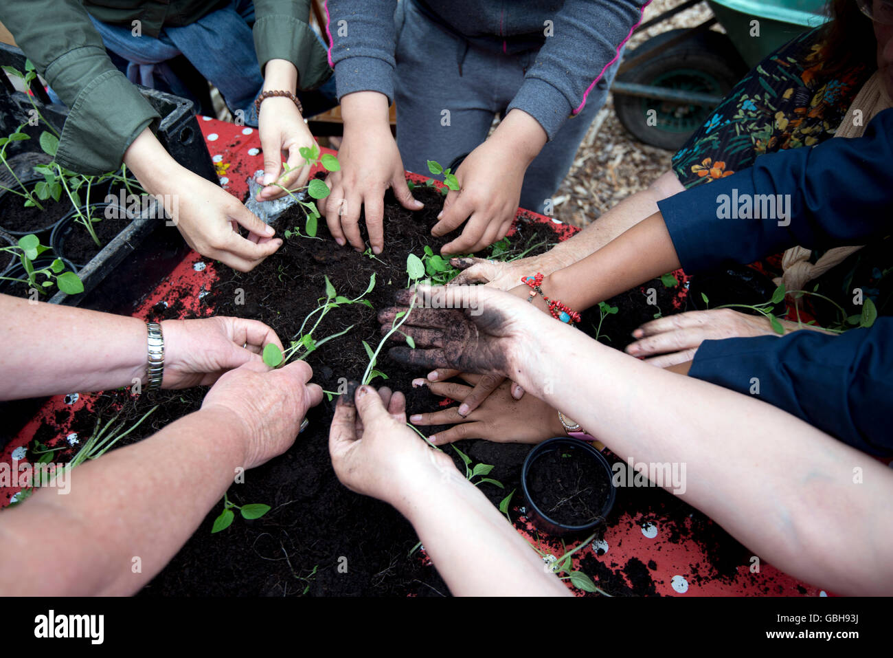 team gardenening, hands in earth with plant Stock Photo - Alamy