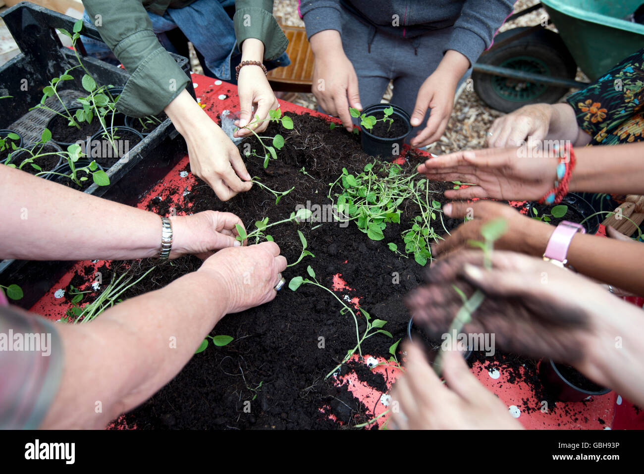 team gardenening, hands in earth with plant Stock Photo - Alamy