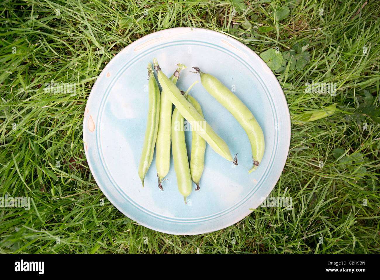 green beans in grass field from vegetable garden Stock Photo - Alamy