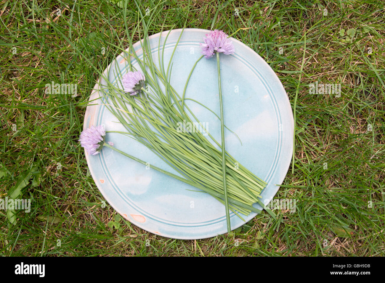 Grass in garden hi-res stock photography and images - Alamy