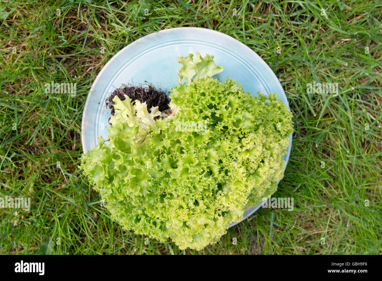 Lettuce plate hi-res stock photography and images - Alamy