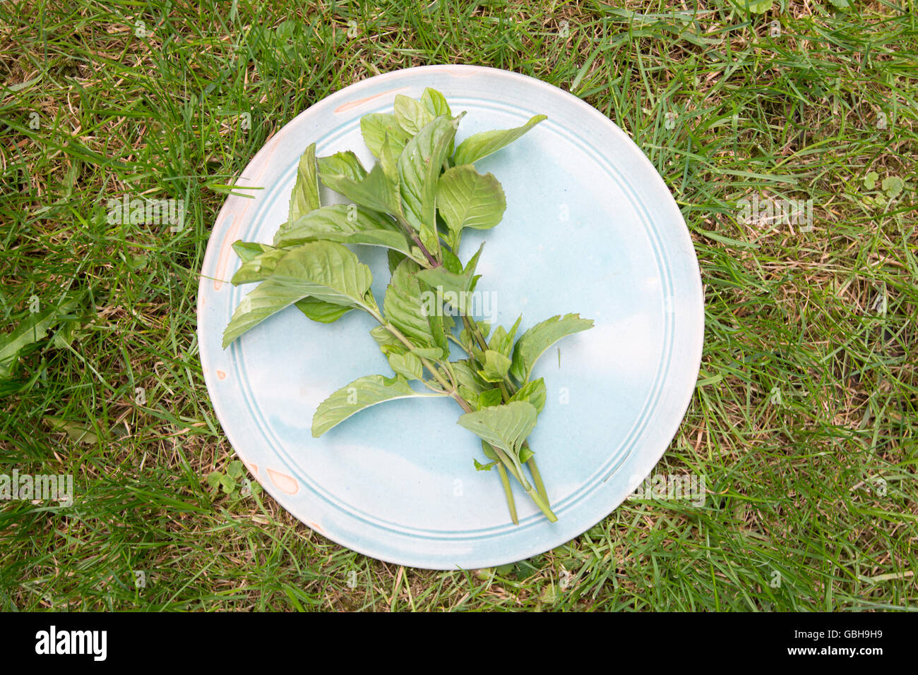 Mint grass hi-res stock photography and images - Alamy
