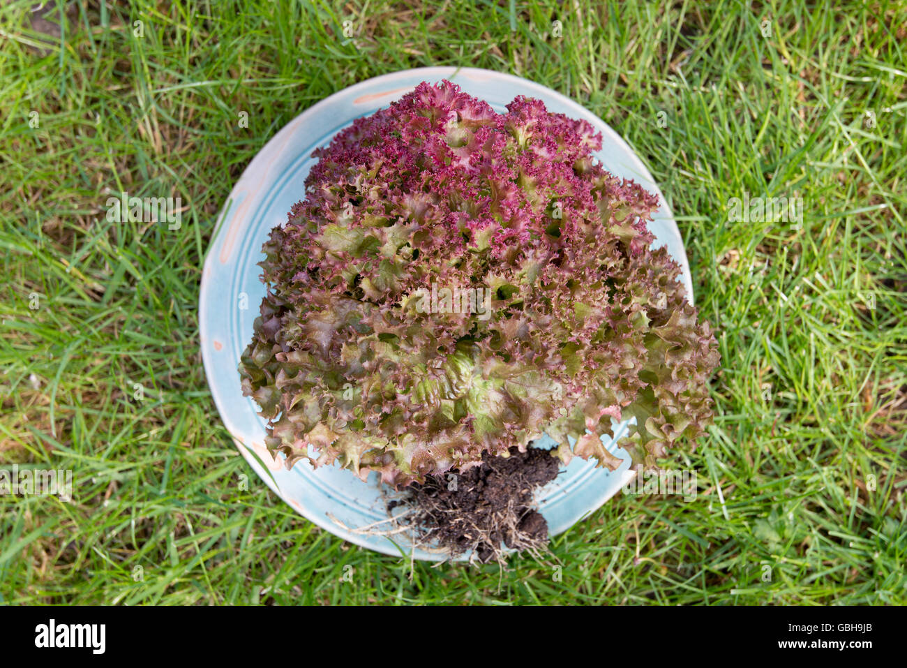 red curly lettuce on plate in green grass field garden Stock Photo - Alamy