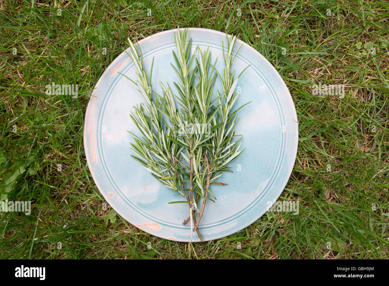 Rosemary grass hi-res stock photography and images - Alamy