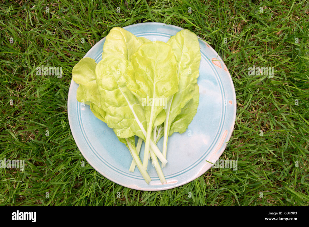 Single lettuce leaf plate hi-res stock photography and images - Alamy