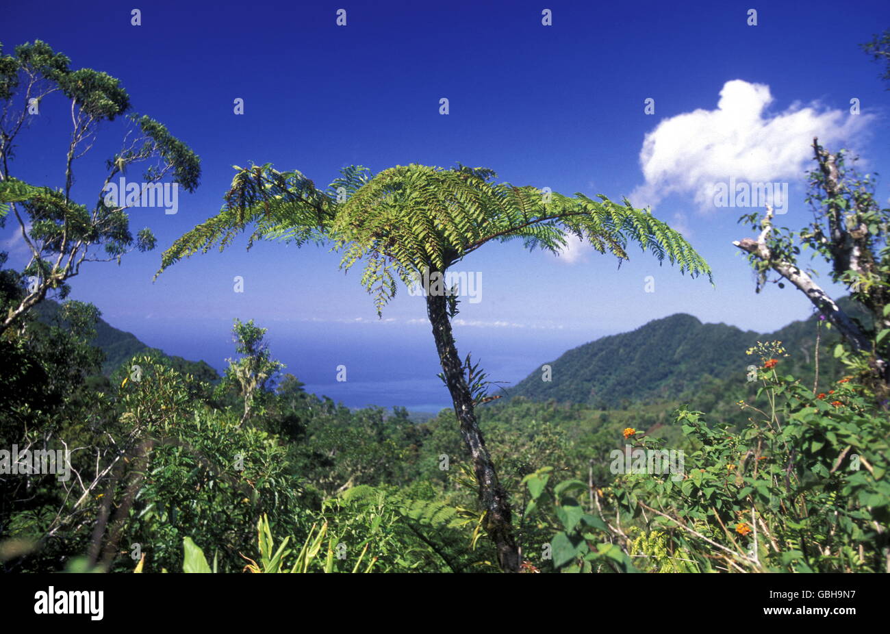 the mountain Landscape on the Island of Anjouan on the Comoros Ilands ...