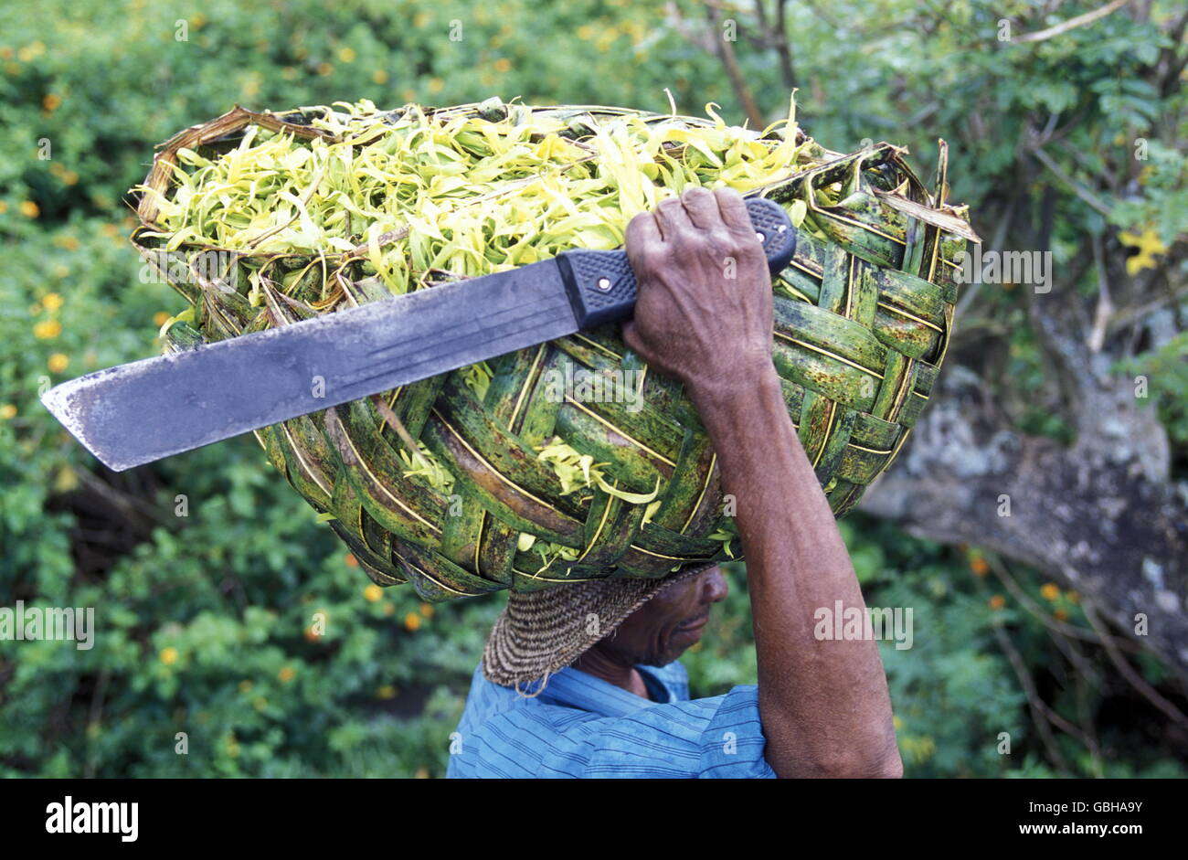 a men with ylang ylang flowers on the Island of Anjouan on the Comoros ...