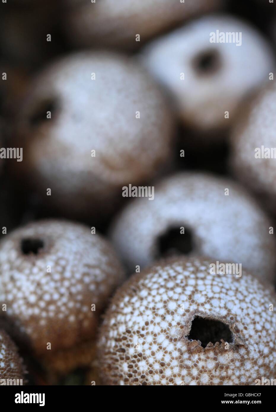 Puffballs spores hi-res stock photography and images - Alamy